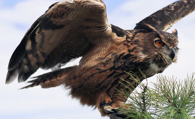 Gran buho de cuernos imagen de archivo. Imagen de grande - 1085799