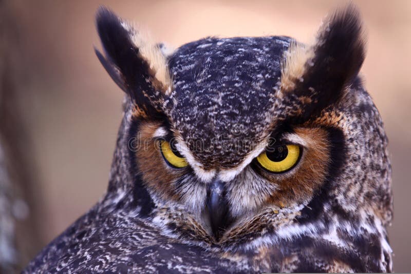 Gran Buho De Cuernos - Ojos Vigilantes Imagen de archivo - Imagen de ...
