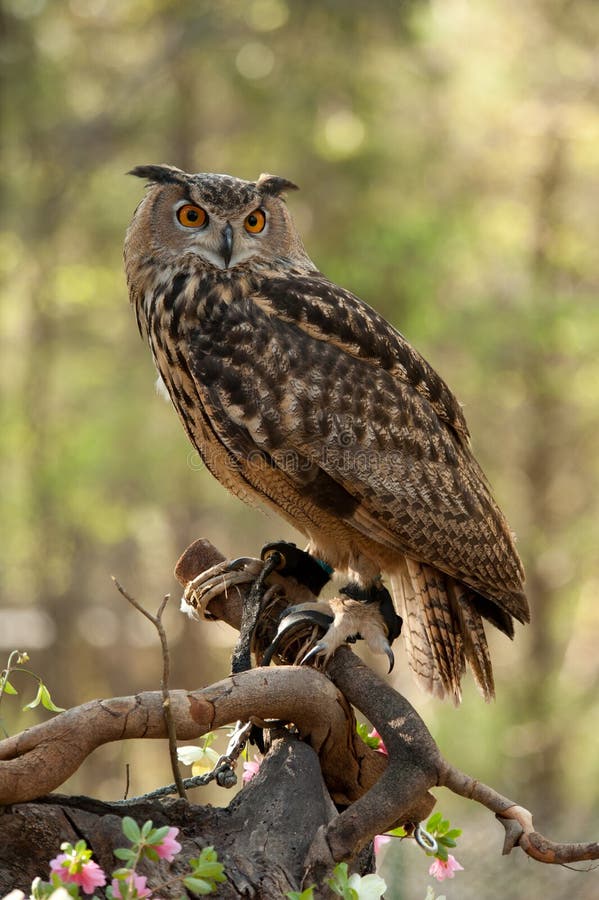 Gran buho de cuernos imagen de archivo. Imagen de despredador - 19208115