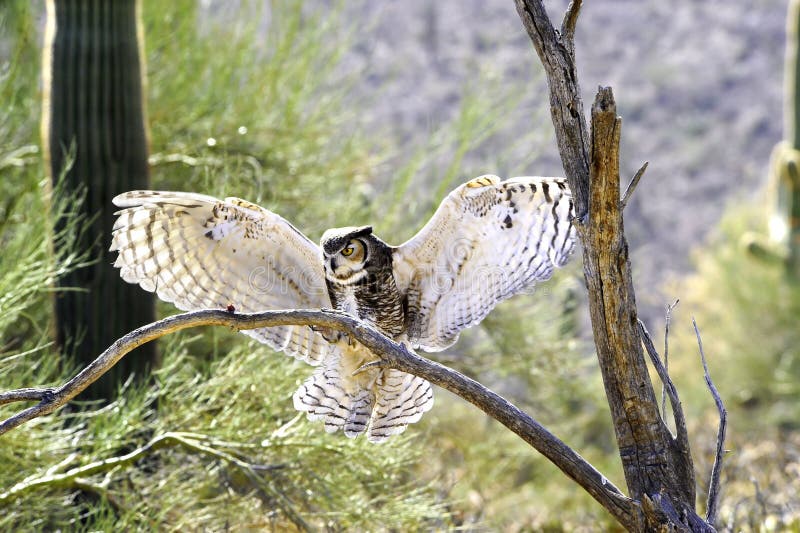 Un Gran Búho De Cuernos En El Desierto De Sonoran Foto de archivo ...