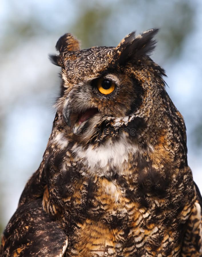 Gran buho de cuernos imagen de archivo. Imagen de horned - 22293233