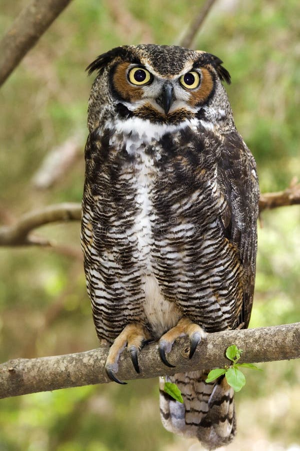 Gran buho de cuernos foto de archivo. Imagen de pico, buhos - 2275650