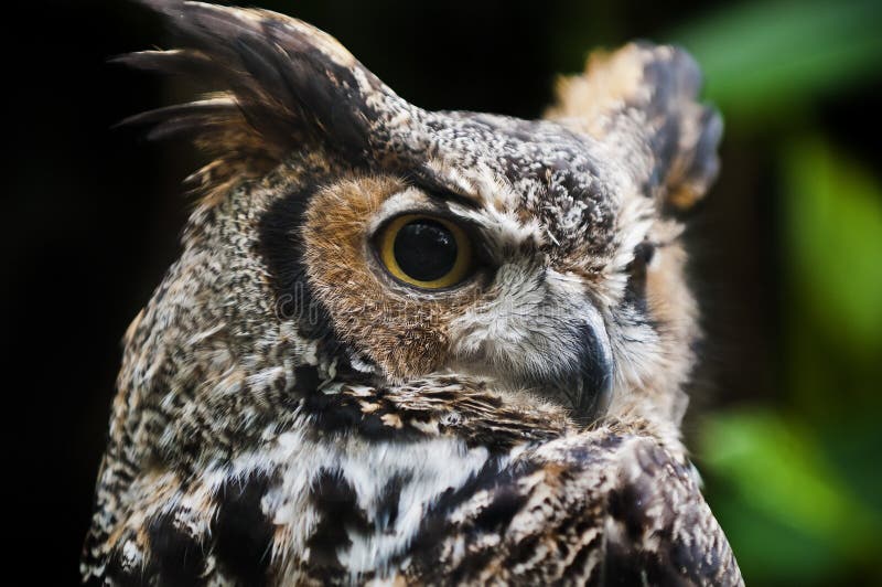 Gran Búho De Cuernos Con Los Ojos Grandes Del Amarillo Y El Primer ...