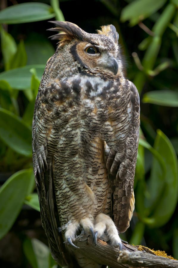Gran buho de cuernos foto de archivo. Imagen de encarnado - 22889534