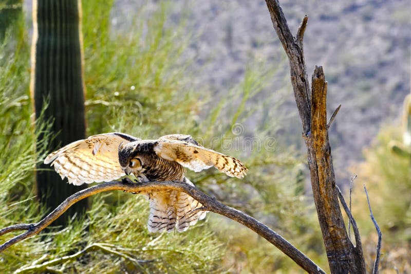 Un Gran Búho De Cuernos En El Desierto De Sonoran Foto de archivo ...
