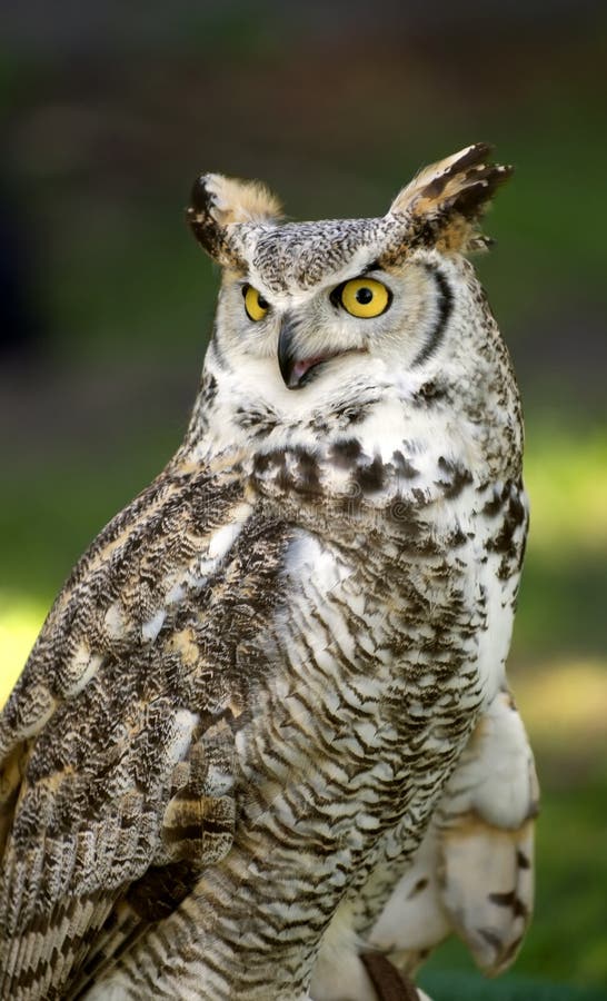 Gran Virginianus De Cuernos De Owl Bubo Foto de archivo - Imagen de ...