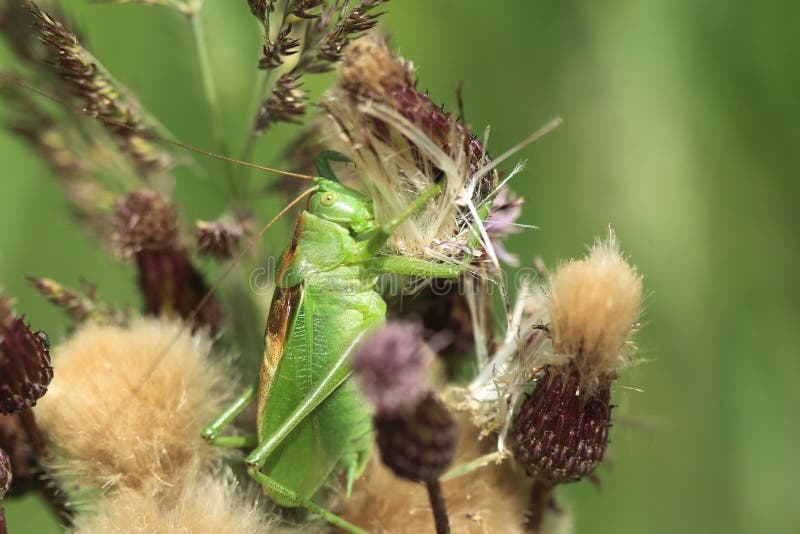 Gran Bush-Grillo verde foto de archivo. Imagen de cubo - 76089112