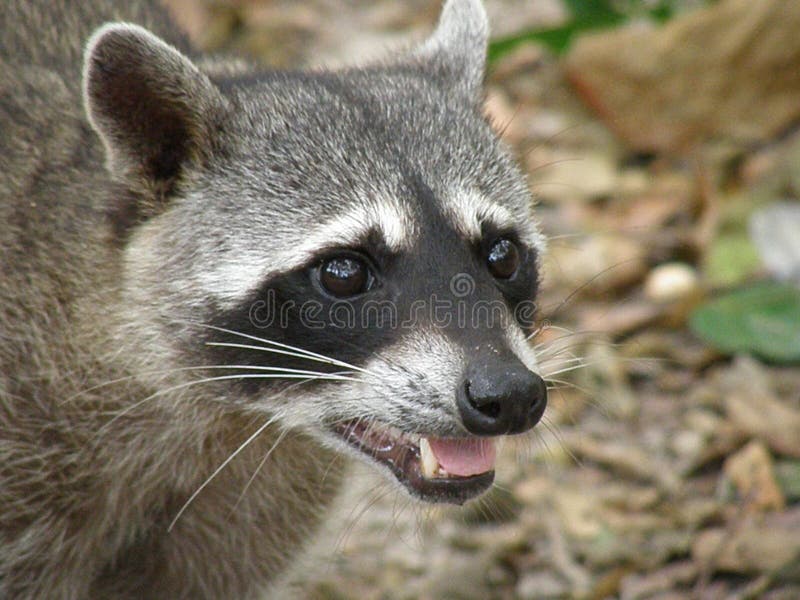 Gran Cara De Un Mapache Enmascarado Imagen de archivo - Imagen de ...