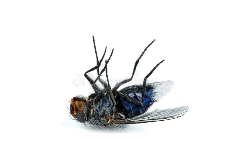 Mosca muerta foto de archivo. Imagen de insectos, final - 13892