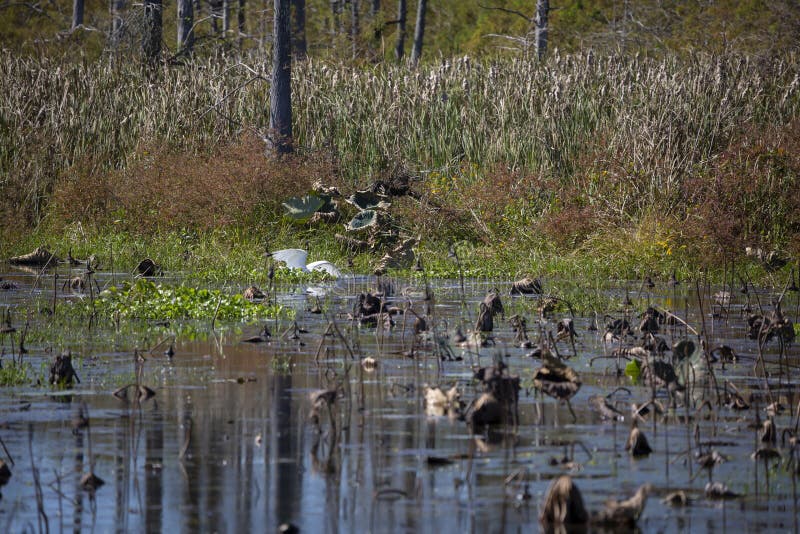 Gran caza de la garceta imagen de archivo. Imagen de lisonjear - 133389741