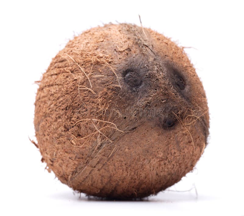 Gran Coco Aislado En Un Fondo Blanco Imagen de archivo - Imagen de ...