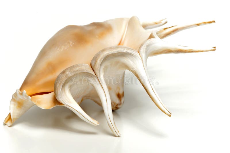 Gran concha tropical imagen de archivo. Imagen de elemento - 188740095