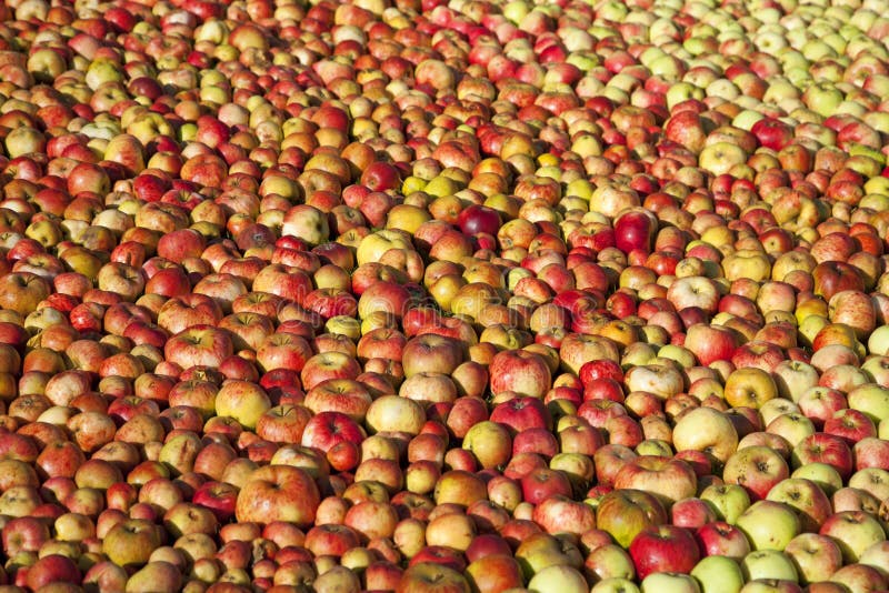 Gran Cosecha De Manzanas. árbol De Manzanas Fértiles Imagen de archivo ...