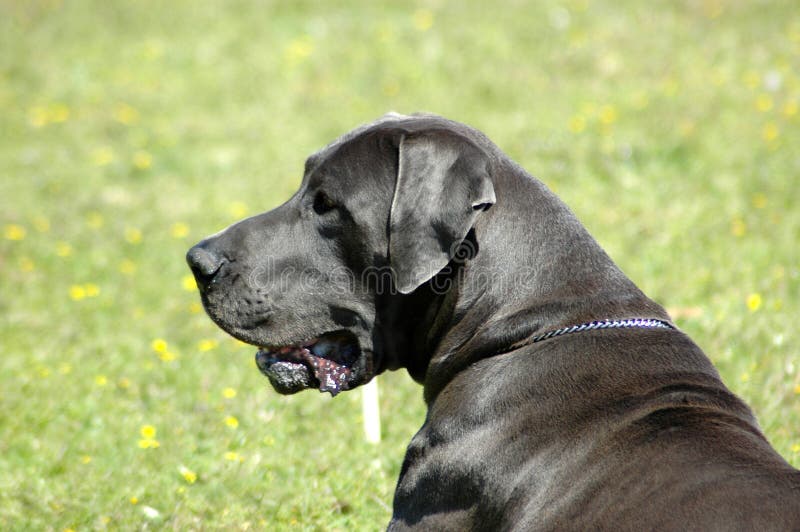 Gran danés azul imagen de archivo. Imagen de pets, piel - 6865861
