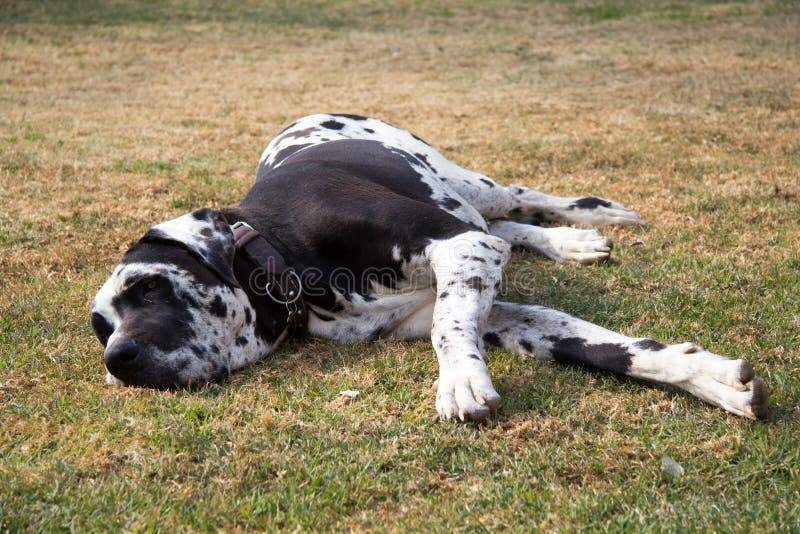 Gran danés gris foto de archivo. Imagen de pedigreed, looking - 2672352