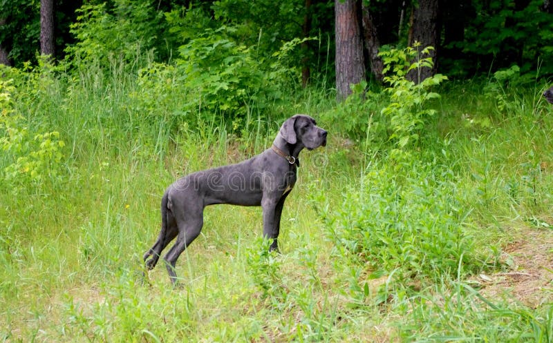 Gran danés azul imagen de archivo. Imagen de danés, mentira - 6865861