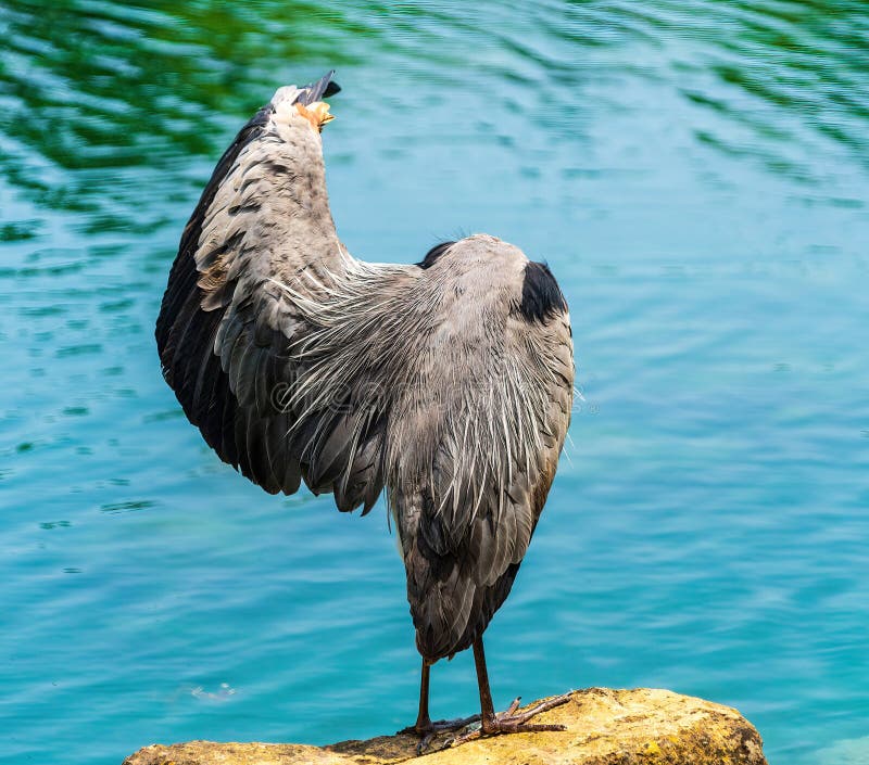 Great Clean-up for the Gran Heron Stock Image - Image of wildlife ...