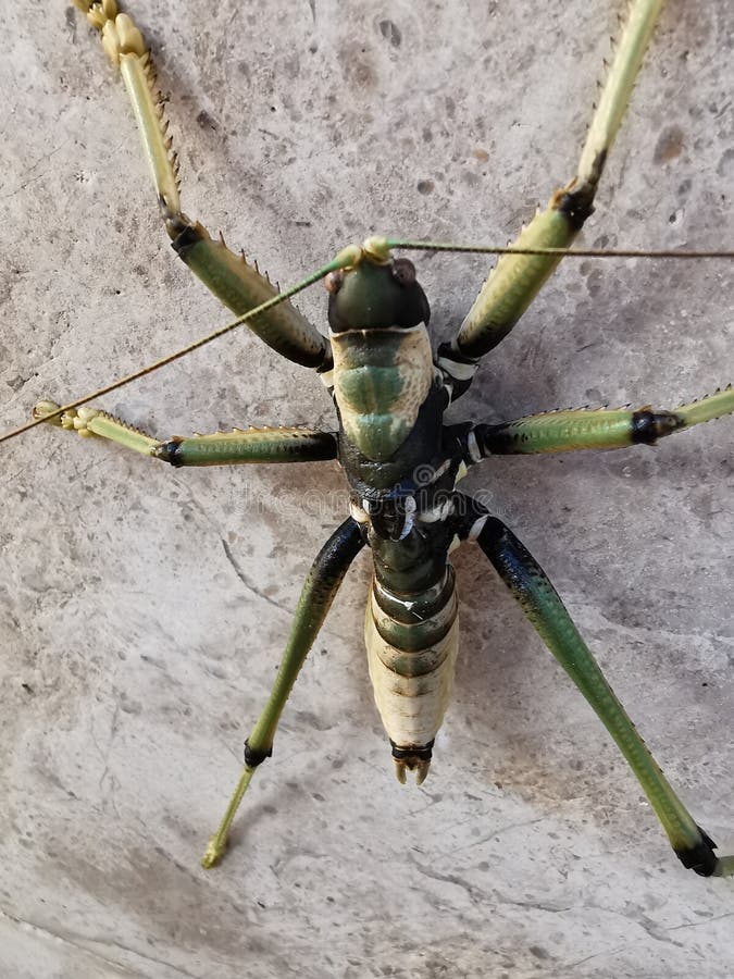 Gran Insecto Verde Y Blanco En La Pared Foto de archivo - Imagen de ...