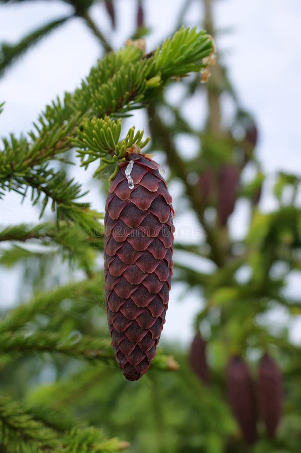 Gran-kotte arkivfoto. Bild av kotte, natur, grus, sörja - 28774512