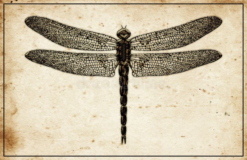 Hoja De Cálculo Insectos Ilustraciones Stock, Vectores, Y Clipart – (2 ...