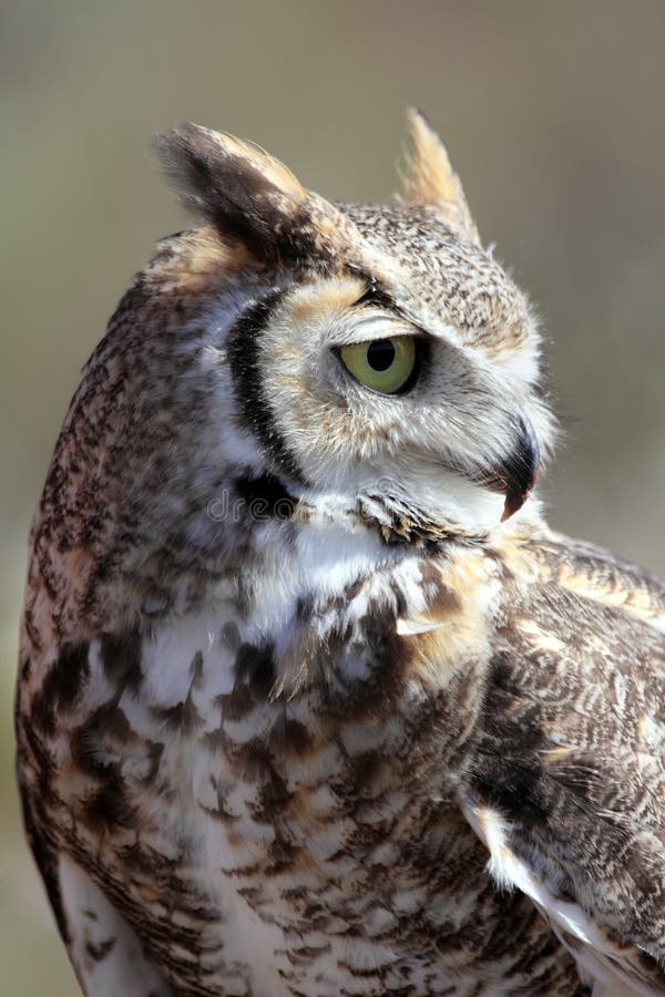 2,751 Buho En Perfil Fotos de stock - Fotos libres de regalías de ...
