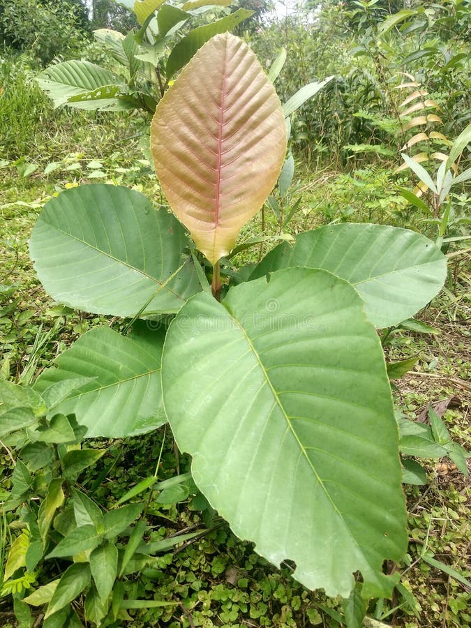 Gran Planta De Flores Verdes De Hoja Ancha Foto de archivo - Imagen de ...
