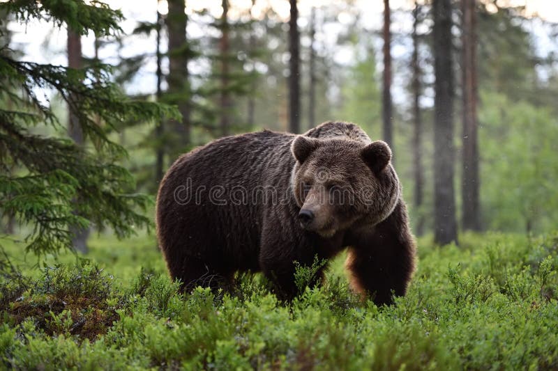 Gran Pose Poderosa Del Oso Masculino En El Bosque Foto de archivo ...