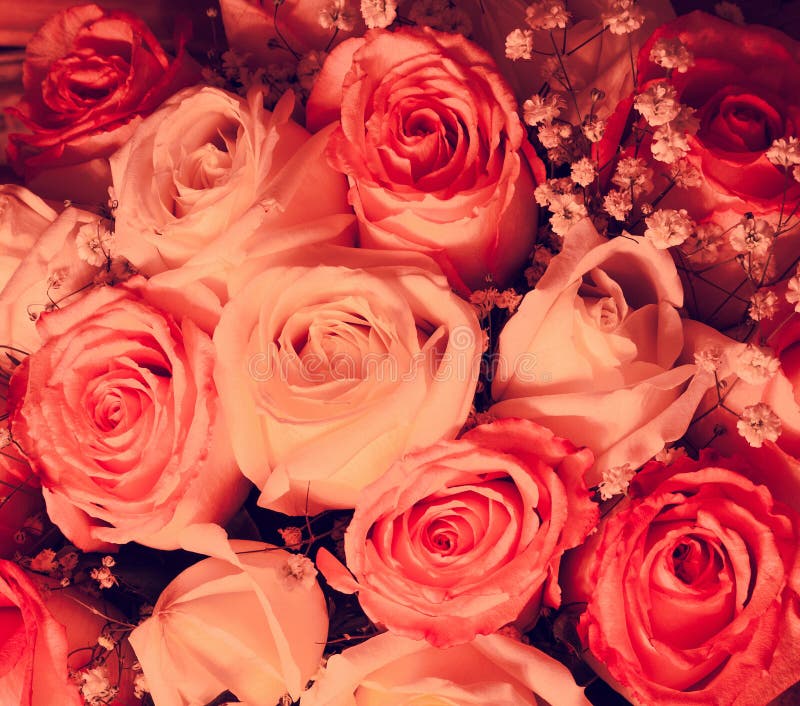 Gran Ramo De Rosas Rojas Y Rosas Rosas Imagen de archivo - Imagen de ...