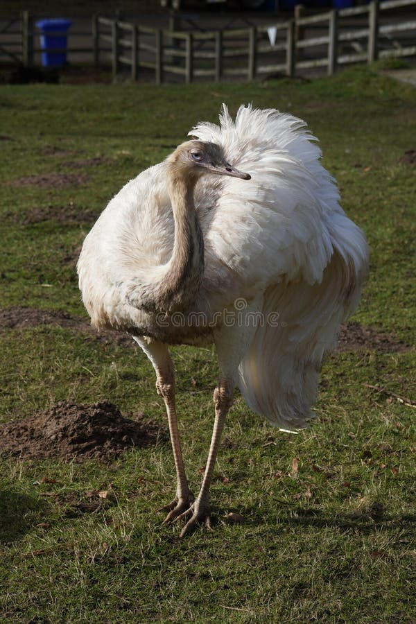 Gran rhea mirando foto de archivo. Imagen de gris, lindo - 366318304
