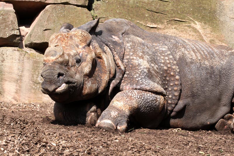 Gran rinoceronte indio imagen de archivo. Imagen de asia - 15922421