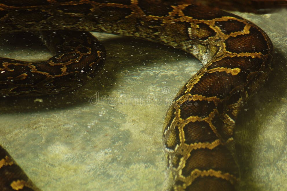 Gran serpiente del pitón. foto de archivo. Imagen de serpiente - 139584