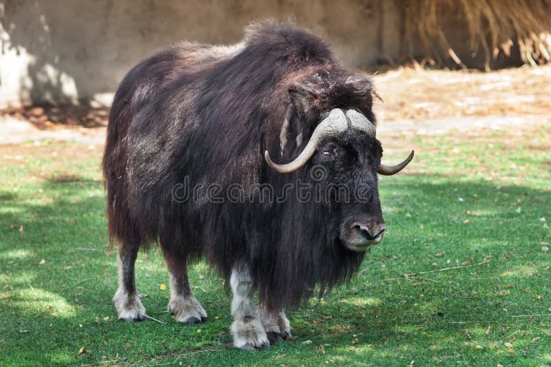 Gran toro foto de archivo. Imagen de cubo, adulto, salvaje - 189907594