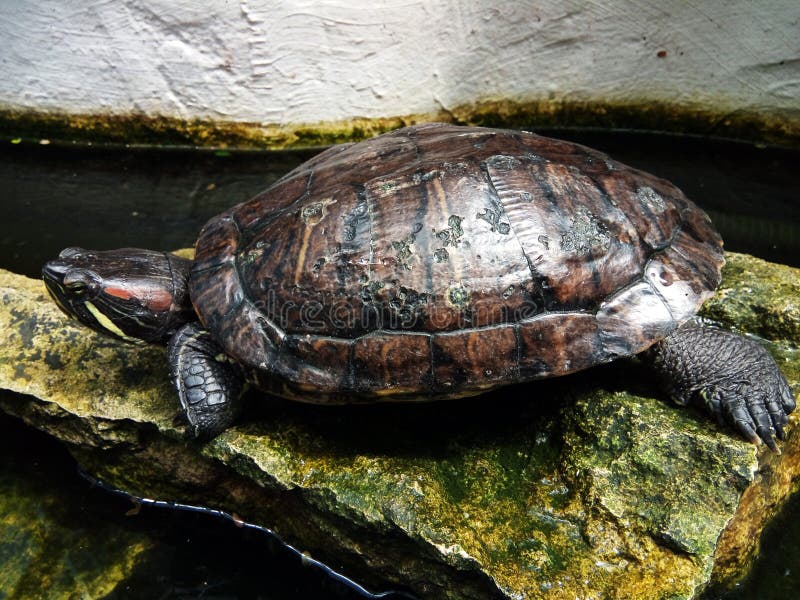 Gran Tortuga Sobre Una Piedra Imagen de archivo - Imagen de animal ...