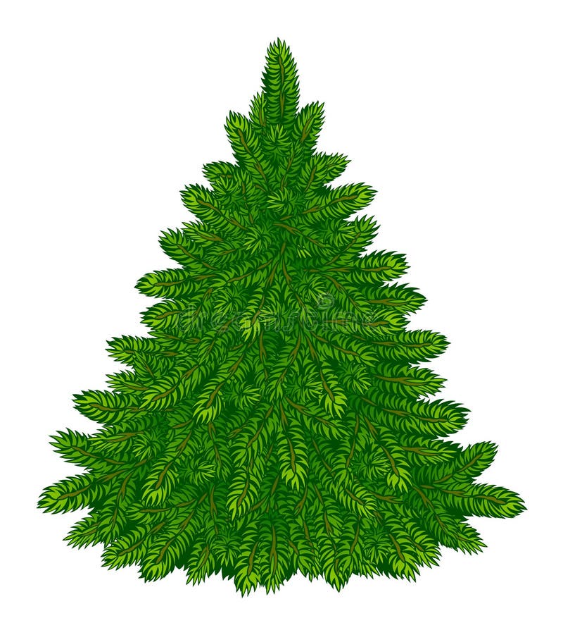 Gran-träd vektor illustrationer. Illustration av floror - 67162546
