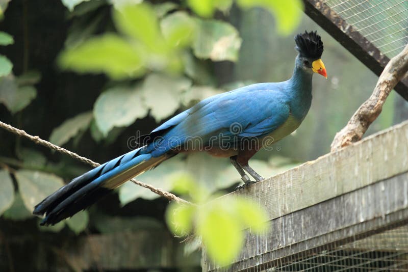 Turaco de cresta roja imagen de archivo. Imagen de rojo - 31172107
