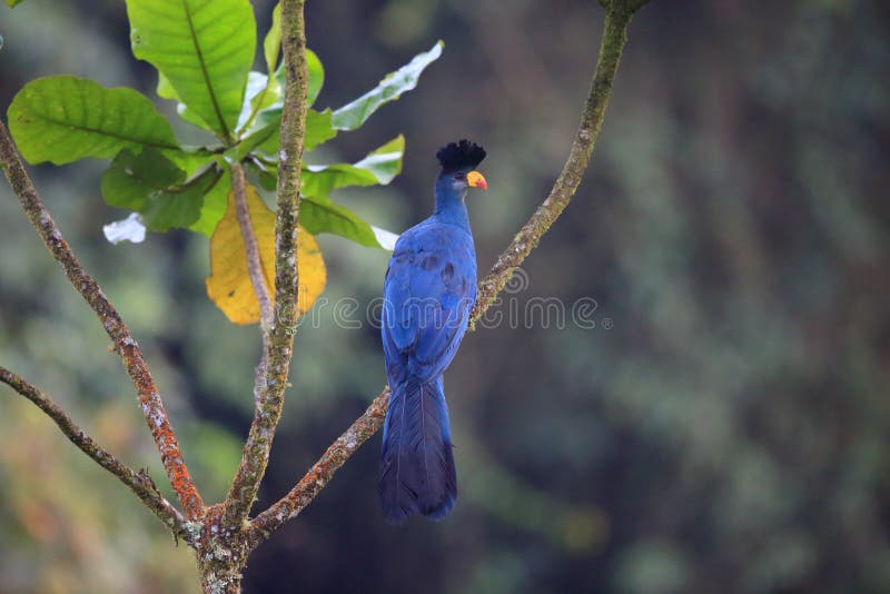 Gran Turaco azul foto de archivo. Imagen de fauna, azul - 74407578