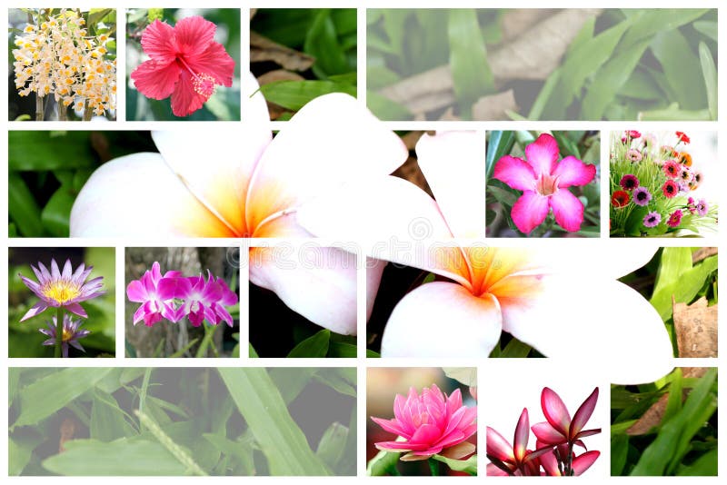 Collage de la flora imagen de archivo. Imagen de cubo - 19185171