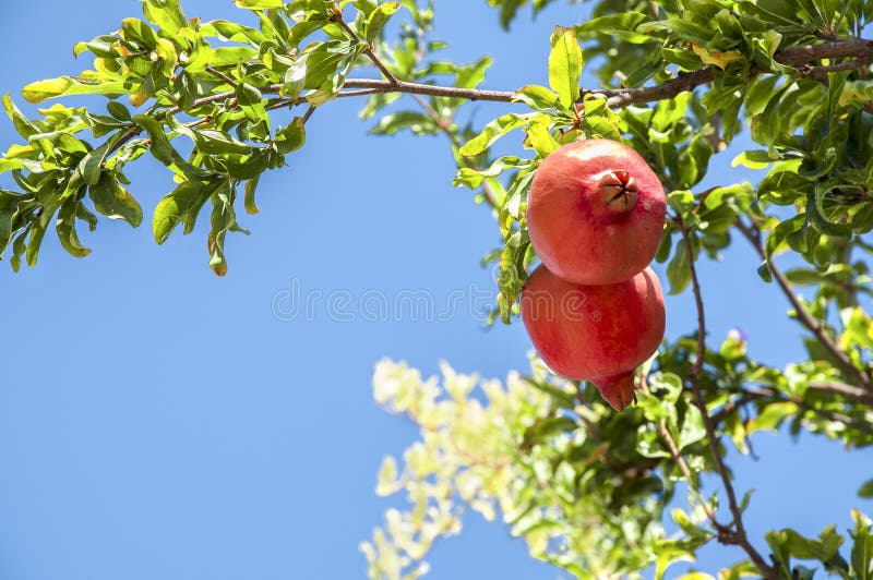 Granada imagen de archivo. Imagen de alimento, verde - 33286859