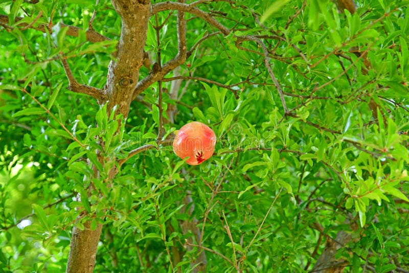 Granada; Spain - August 27 2019 : Alhambra Palace Editorial Image ...