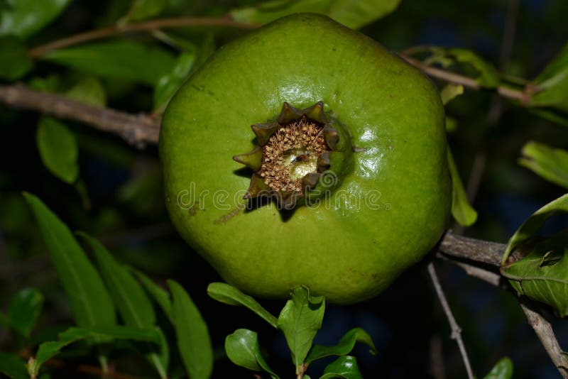Granada verde imagen de archivo. Imagen de tallo, verde - 12359621