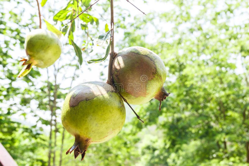 Granada verde imagen de archivo. Imagen de tallo, verde - 12359621