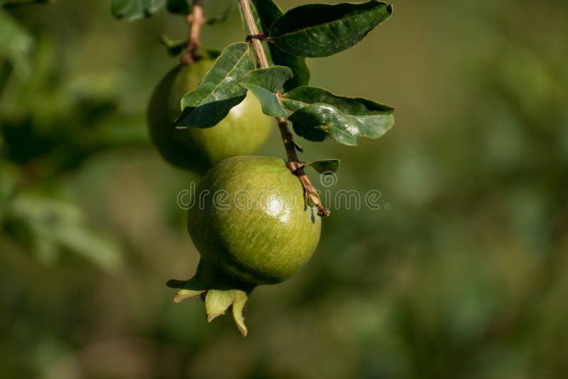 Granada verde imagen de archivo. Imagen de inmaduro, verde - 12359621