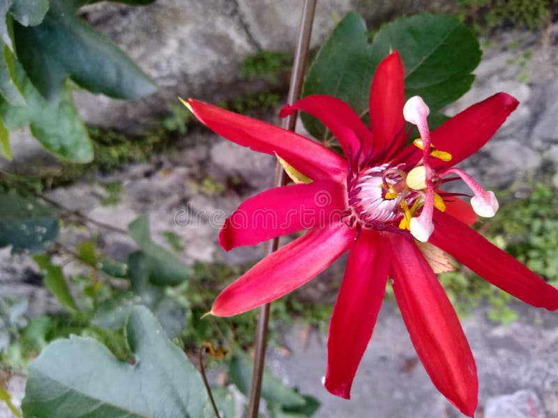 Granadila Red or Red Passion Flower (Passiflora Coccinea) Stock Photo ...