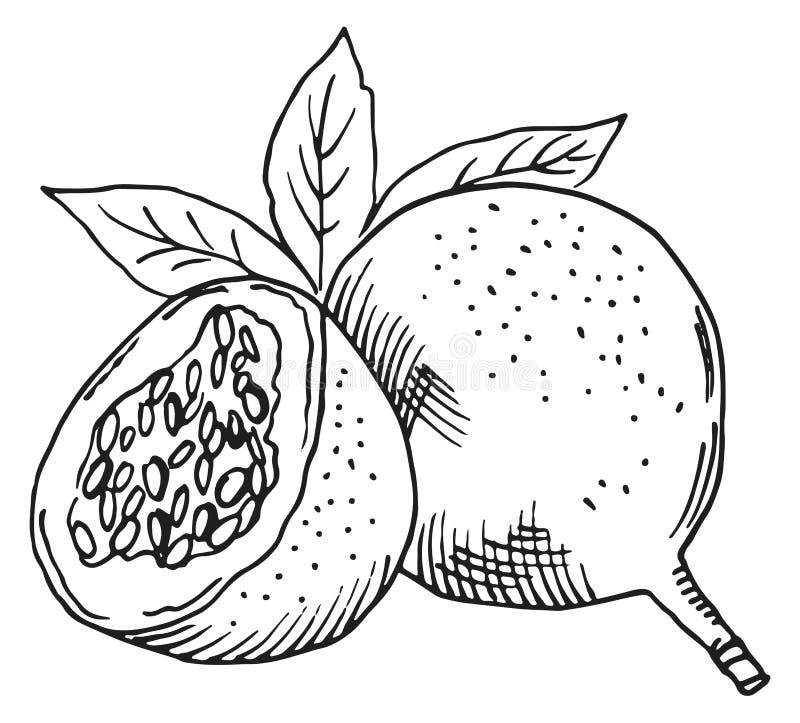 Granadilla Sketch Cutted And Whole Passion Fruit Stock Vector