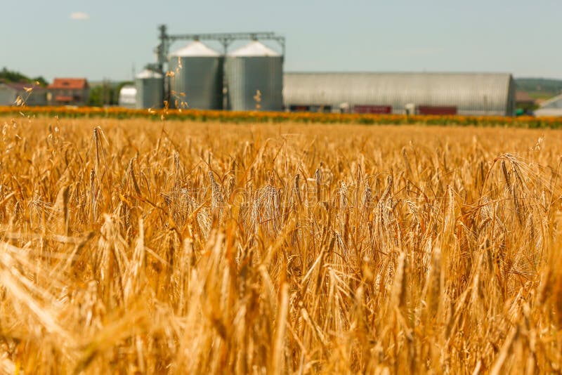 Granary and Field with a Wheat. Stock Photo - Image of agriculture ...