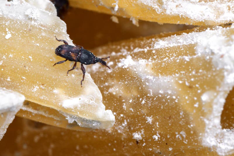 Granary Pest Rice Weevil on Spoiled Uncooked Pasta Macro Stock Photo ...