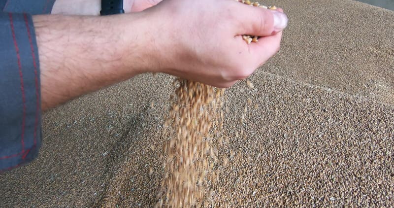 Granary for Wheat. Hangar with Grain Harvest. Stock Footage - Video of ...