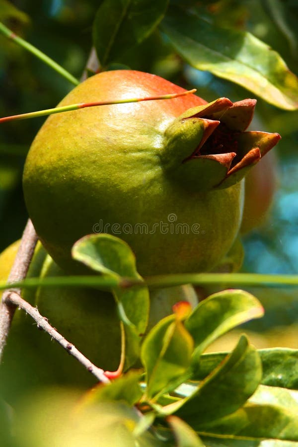 228 Granat Fruit Stock Photos - Free & Royalty-Free Stock Photos from ...