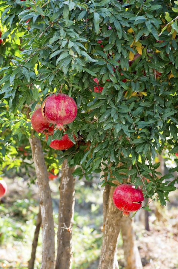 Granatapfelbaumblume stockfoto. Bild von gesund, obstgarten - 119948468
