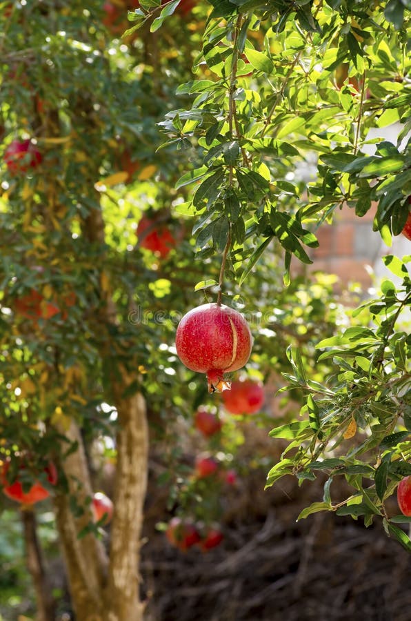 Granatapfelbaumblume stockfoto. Bild von gesund, obstgarten - 119948468